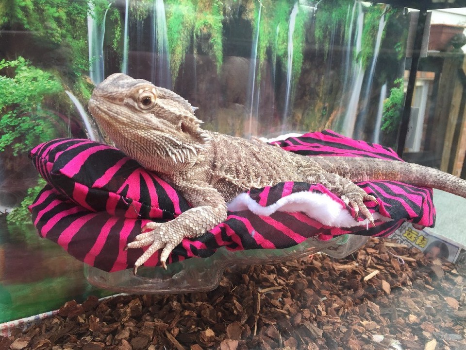 ZEBRA PRINTS LRG RESTING SOFT BED COVERS ONLY (NO FRAME BED) 4 BEARDED ...