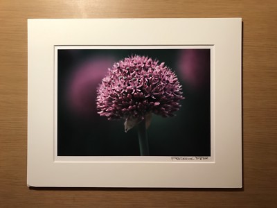 Frederick Fehr: "Untitled" (Allium), 2001/ C-Print | eBay