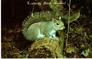 Kentucky State Animal, Grey Squirrel Postcard | eBay