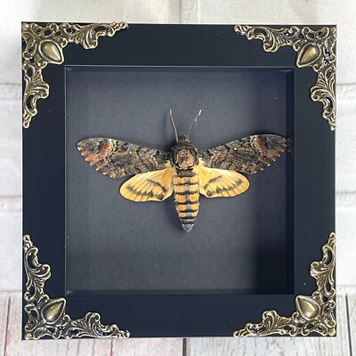 Lesser Death's Head Hawk Moth (Acherontia styx) Baroque Box Display ...