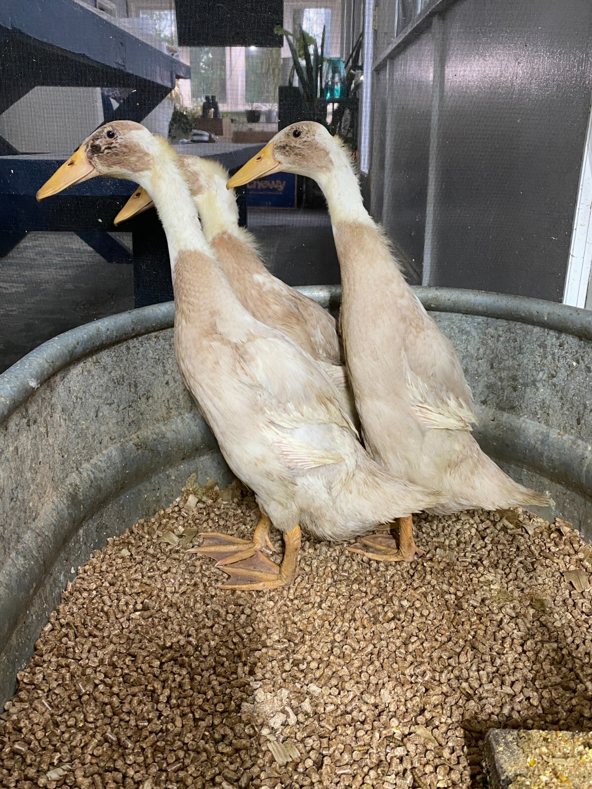 3 Fertile Cayuga + Cayuga Mix Duck Hatching Eggs - Rare Grey/Black Egg ...