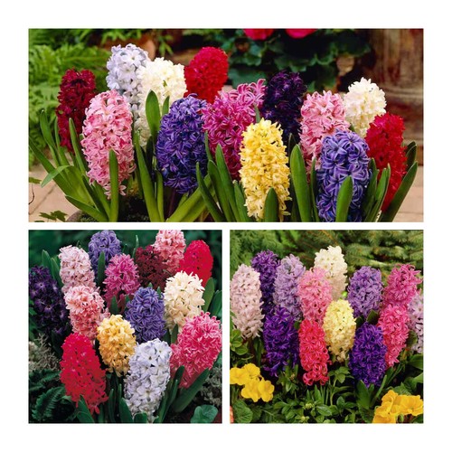 Mixed Hyacinth Flower Bulbs A Vibrant Mix Of The Best Hyacinth Colours ...