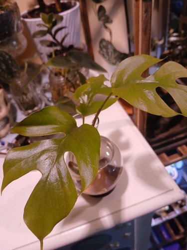 Mini Monstera Live Climbing Plant Bare Rooted Cutting | eBay