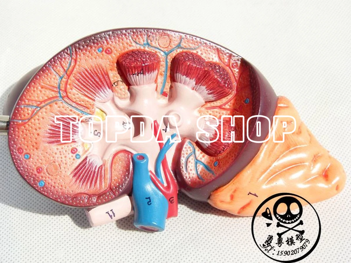 Human Kidney Model