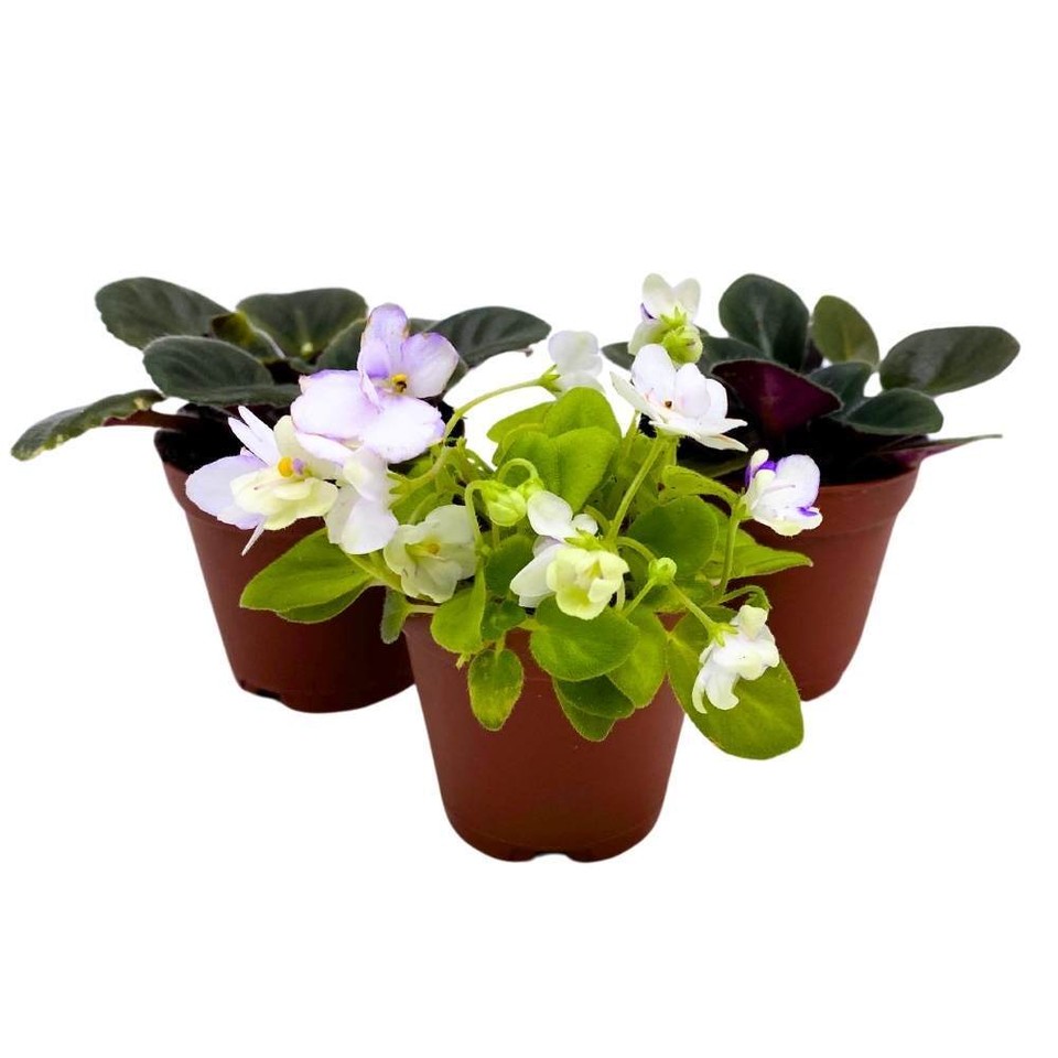 Harmony's African Violet Assortment, 2 inch set of 3, Rare Mini ...