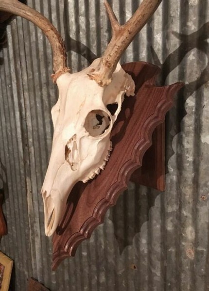 Walnut Arrowhead Deer European Skull Mount Table Pedestal Plaque for ...