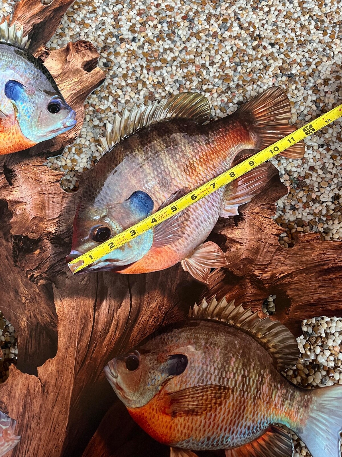 Bluegill Replica Driftwood Scene, Rustic Decor, Lodge Decor, Bluegill ...