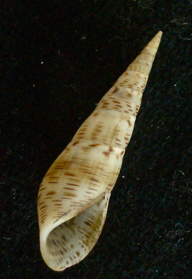 freshwater snail Melanoides maculata 28mm F+++ | eBay