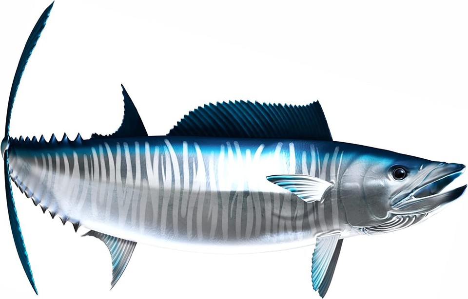 Wahoo Beautiful Vinyl Sticker Fish Decals for Boat Car Vehicle Truck ...