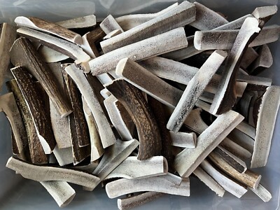 CHEAPEST! ONE Pound ELK SPLIT Antlers Crafts Dogs Chews 8" Natural ...