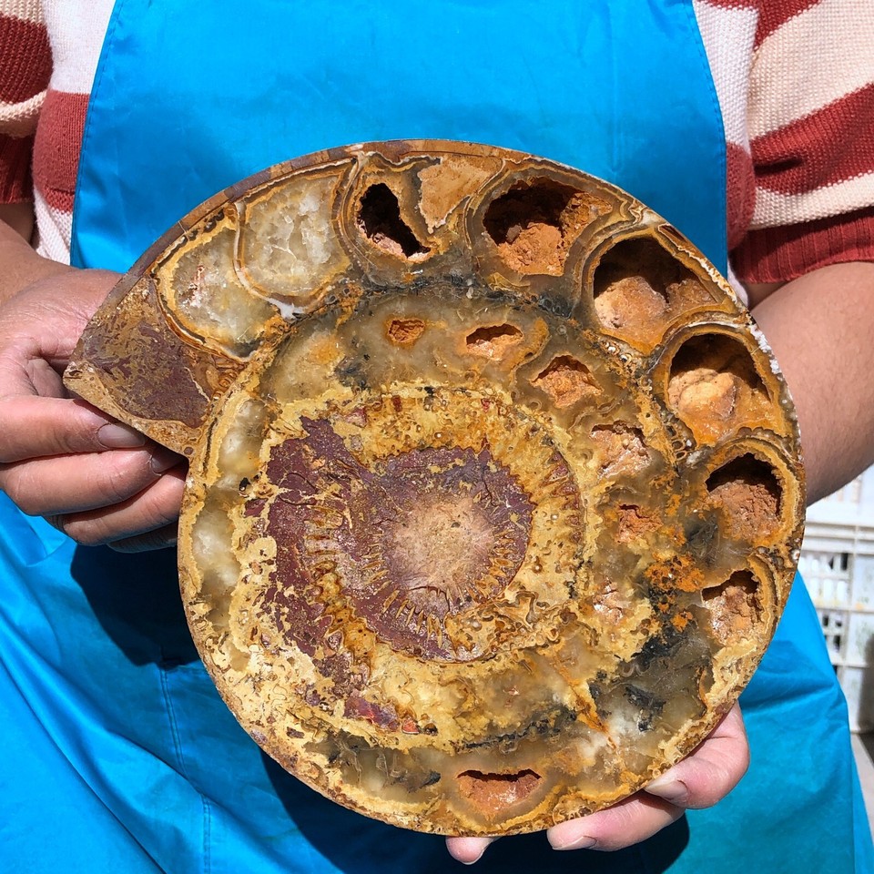 3.47LB Rare! Natural Tentacle Ammonite FossilSpecimen Shell Healing ...