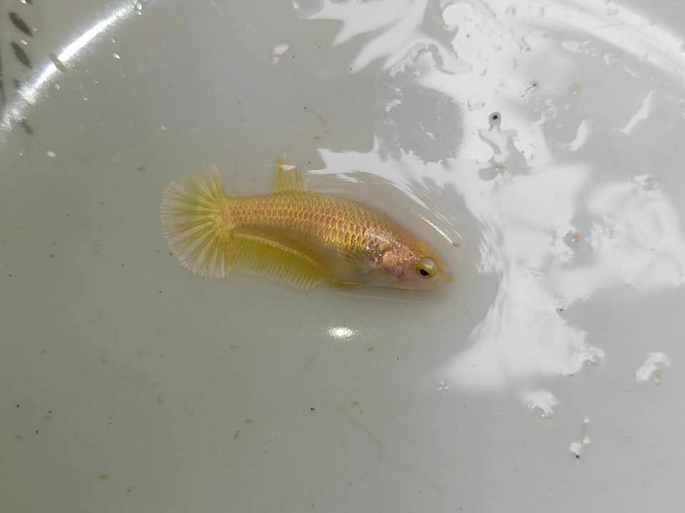 cheap price premium quality HMPK SUPER GOLD male OR female full stock ...