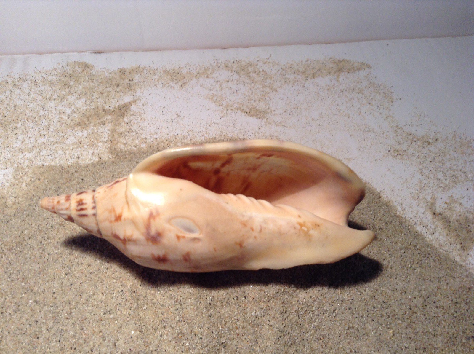 vintage bolute Alcithoe Swainsoni Marwick , 124mm New Zealand ,my ...