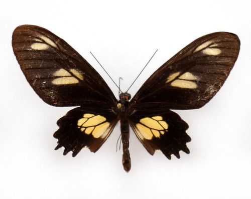 Parides chabrias ygdrasilla (French Guyana) rare! Pinned butterfly | eBay