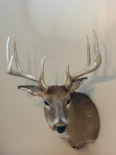 Trophy Whitetail 8pt Shoulder Mount Taxidermy/cut Antlers/ Rustic Decor ...