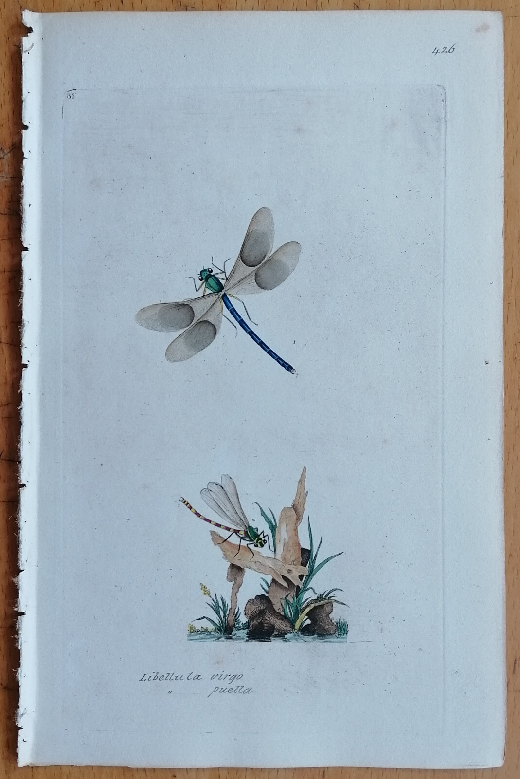 Libellula puella Dragonfly - Donovan Insects Rare Colored Print - 1792 ...