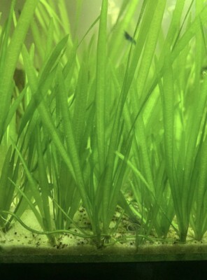 Vallisneria Nana Val Eelgrass Long Background Plant Live Aquarium Fish ...