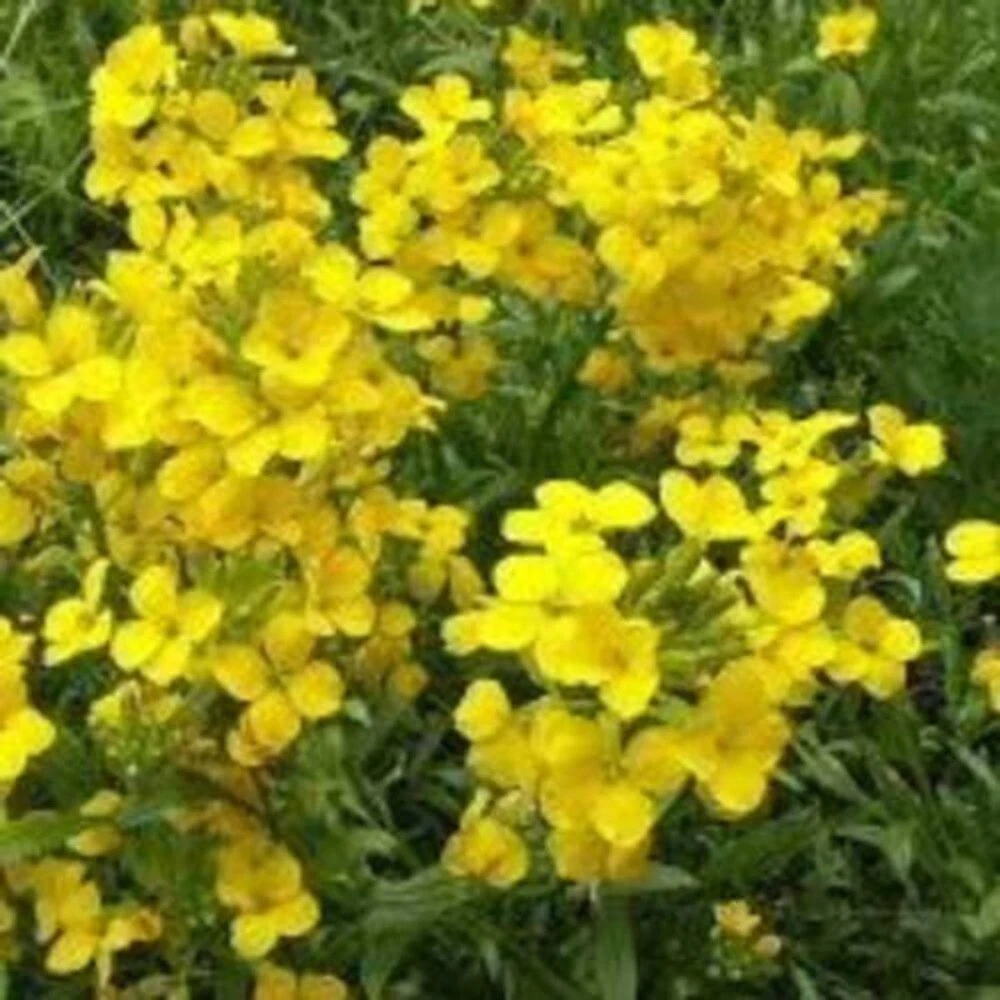 Siberian Wallflower Seedling