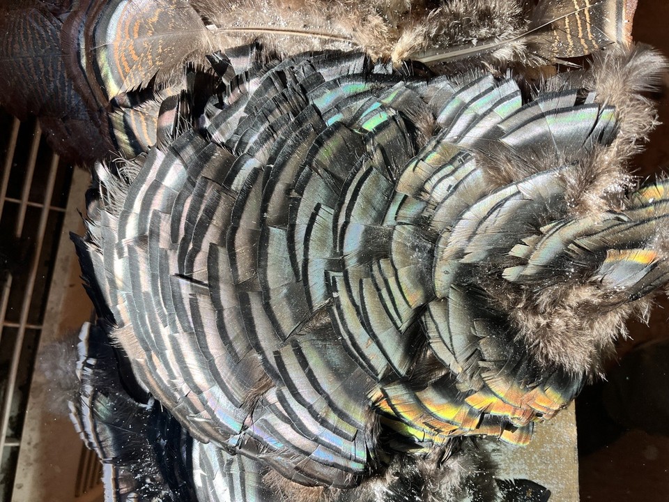 Wild Turkey Body Feathers Feather Art Iridescent Colored Feathers Craft ...