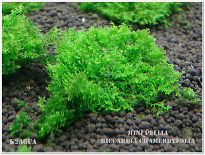 Mini Pelia Riccardia Chamedryfolia Coral Moss Live Aquarium Plants ...
