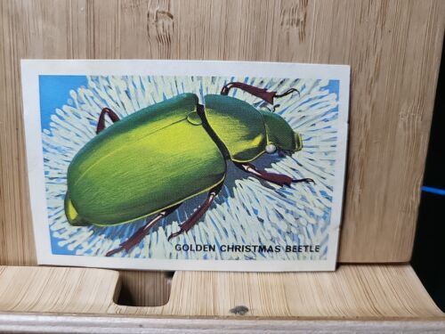 Shell Project Cars AUSTRALIAN BEETLES🏆#306 GOLDEN CHRISTMAS BEETLE 1960 ...