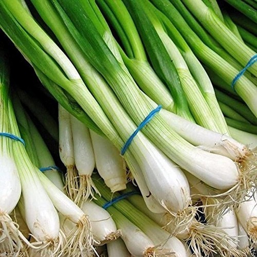 25 Seeds Scallion Seeds A K A Green Onion Spring Onion Grow Spring Sol ...
