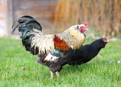 10++ Whiting True Blue Hatching Eggs NPIP Certified | eBay