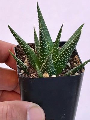 Haworthia Zebra plant, Exotic Zebra Plant, 4 inch live plant, Zebra ...