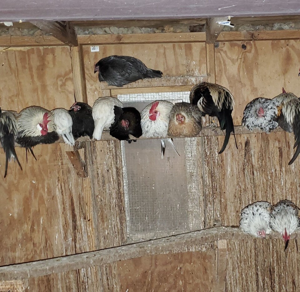 6+ Dutch Eggs from True Bantam hens chickens for hatching a variety of ...