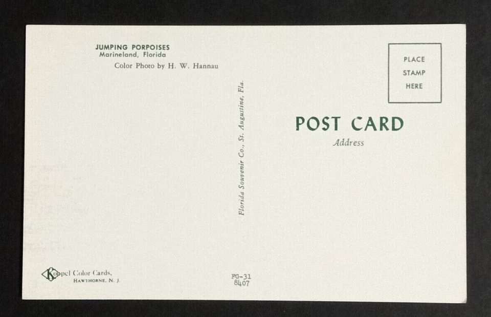 Hand Feeding Jumping Porpoises Dolphins Marineland Florida FL UNP ...