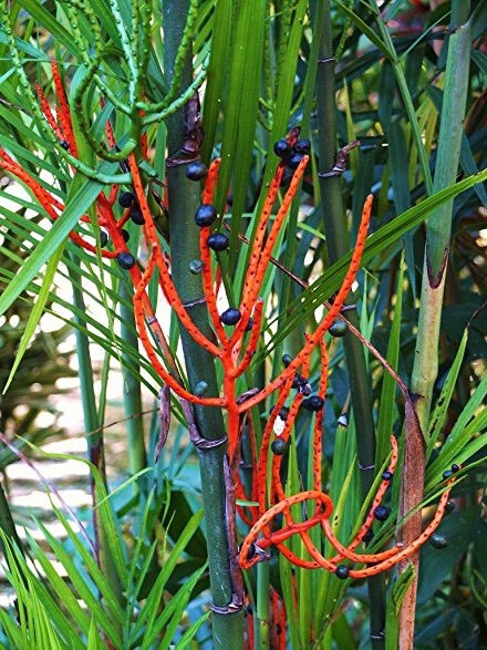 PALM BAMBOO 50 SEEDS CHAMAEDOREA SEIFRIZII INDOOR/OUTDOOR EXOTIC PLANT ...