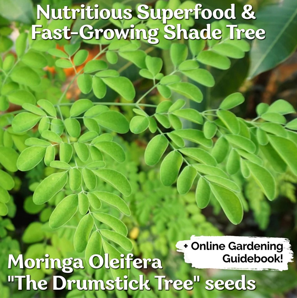 30 Moringa Tree Seeds for Planting (Moringa Oleifera) | eBay