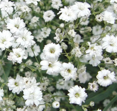 BABY'S BREATH FLOWER SEEDS 2000+ annual DWARF white WILDFLOWER garden ...