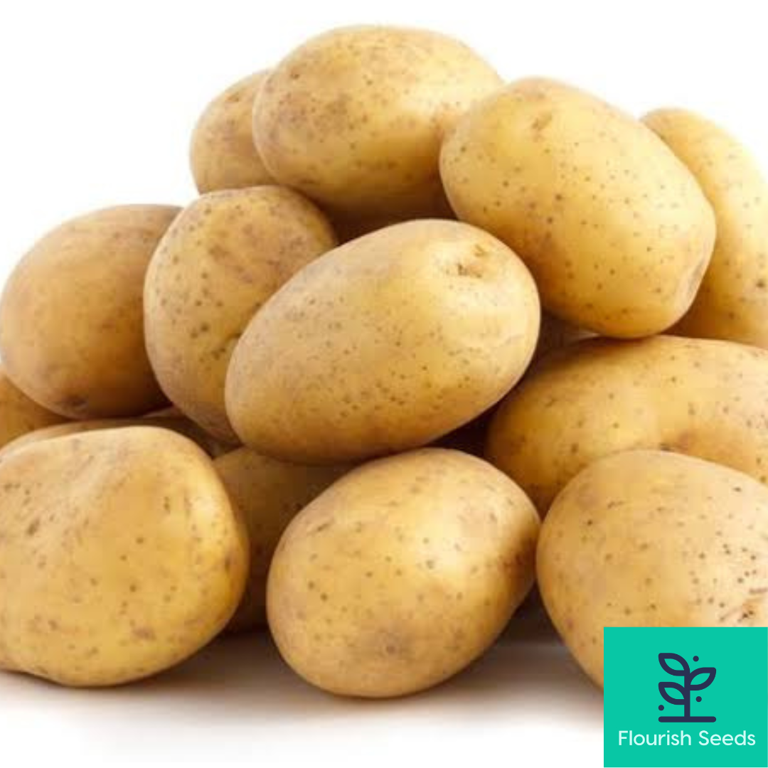 Potatoes `Dutch Cream' | Tassie Grown Tubers Seed Potatoes Heirloom ...