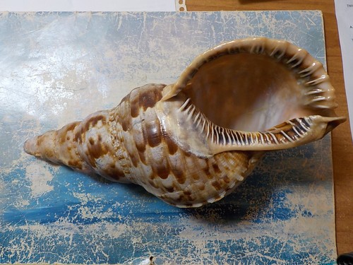 CHARONIA VARIEGATA form SEGUENZAE ,VERY BIG, 280 mm , From Greece | eBay