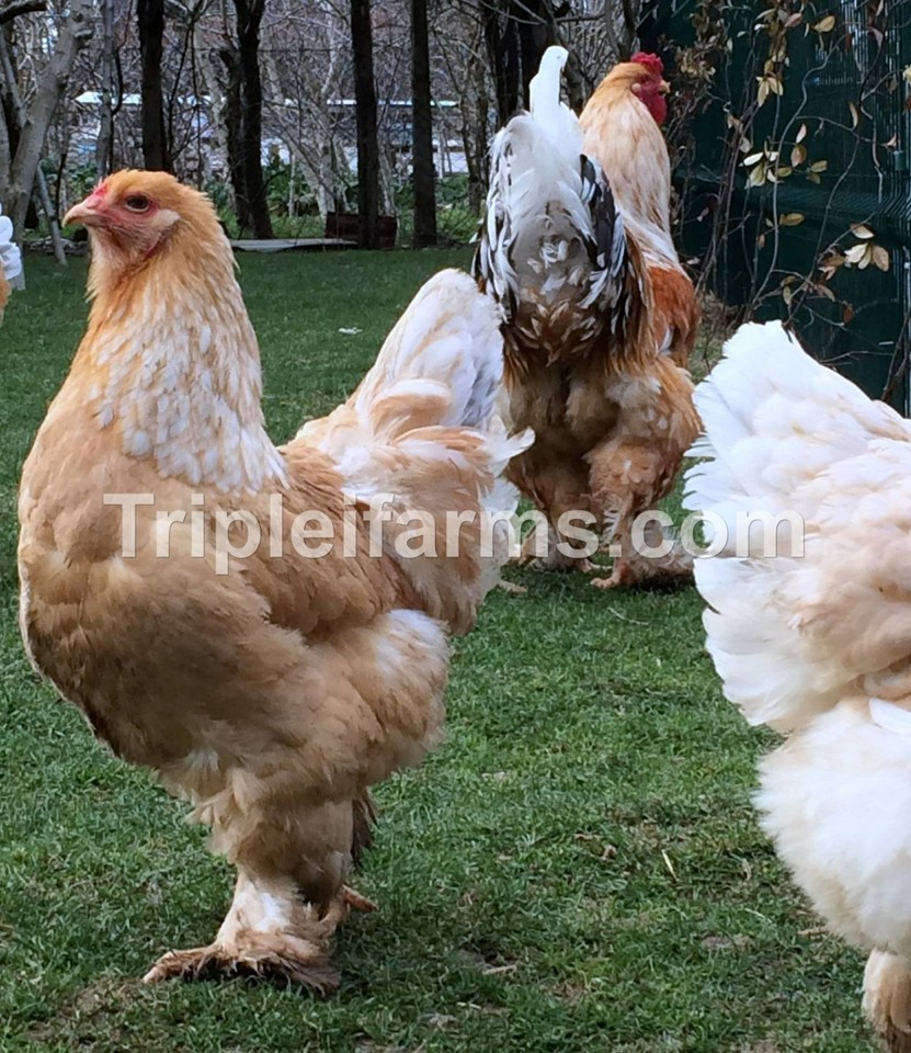 12+ GIANT LARGE FOWL ~LEMON PYLE BRAHMA~ fertile chicken hatching eggs ...
