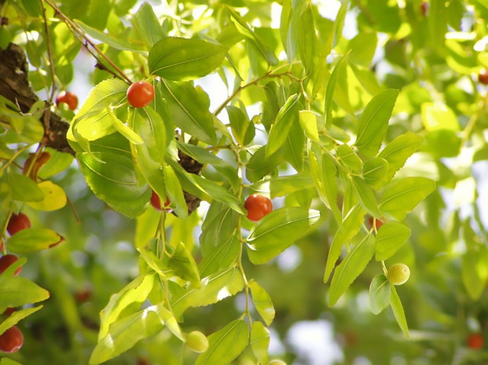 Chinese Date, Ziziphus jujube, Tree Seeds (Showy, Edible, Hardy, Fast ...