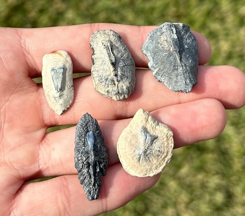 NICE Fossil Stingray Dermal Scutes LOT Bone Valley Florida Miocene ...
