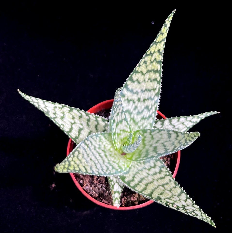 Aloe 'Bronze Lizard' Hardy Succulent Houseplant In 8 cm plant pot | eBay UK