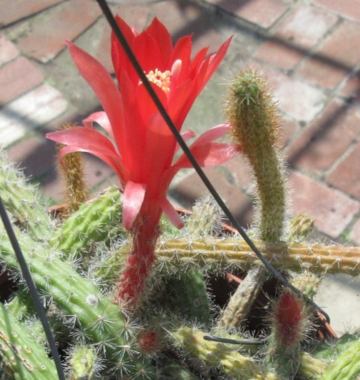 Aporocactus Flagelliformis Rat Tail Red Cactus Succulent Fully Rooted ...