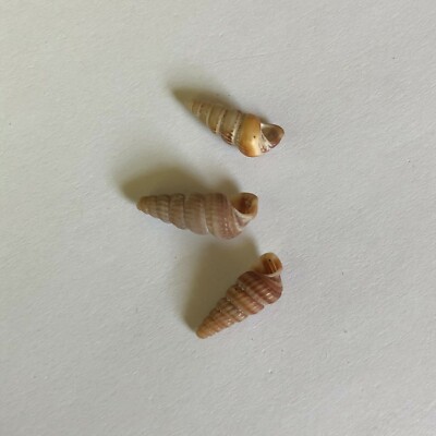 Lot of 3 Florida Ladder Horn Snail Sea Shells Seashell Nautical Natural ...