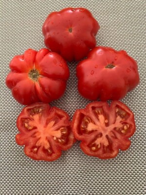 Tomate naine Trefle du Togo from West Africa - 10+ graines - graines ...