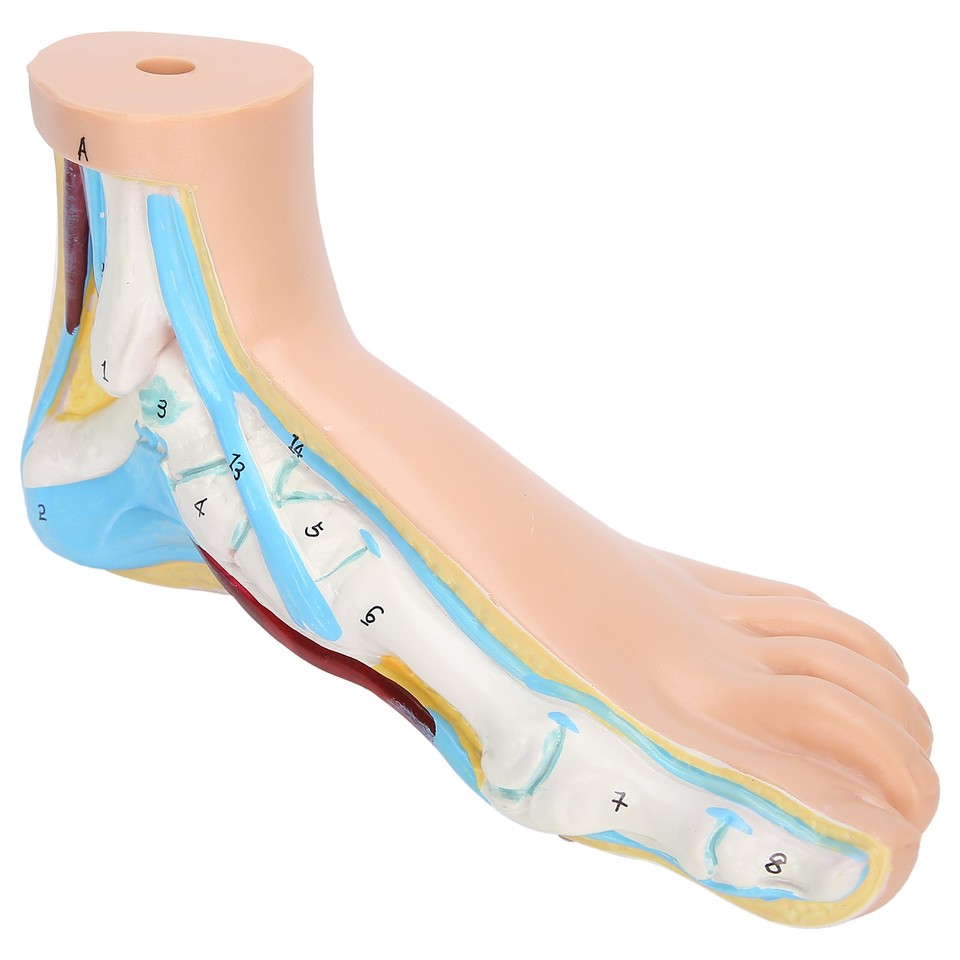 Normal Foot Human Foot Model Adults Lifesize Teaching Research Muscle ...