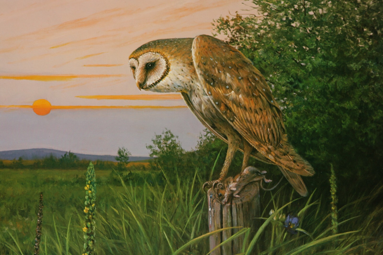 Owen Gromme Barn Owl Artist Signed Limited Edition Print 1980 87/850 | eBay