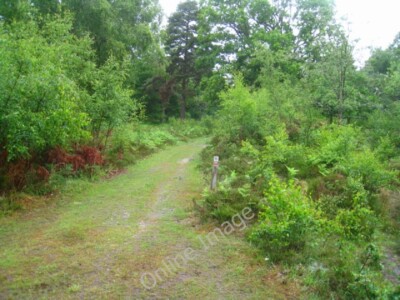 Photo 6x4 Marked pathway - Pamber Forest Latchmere Green c2011 | eBay UK