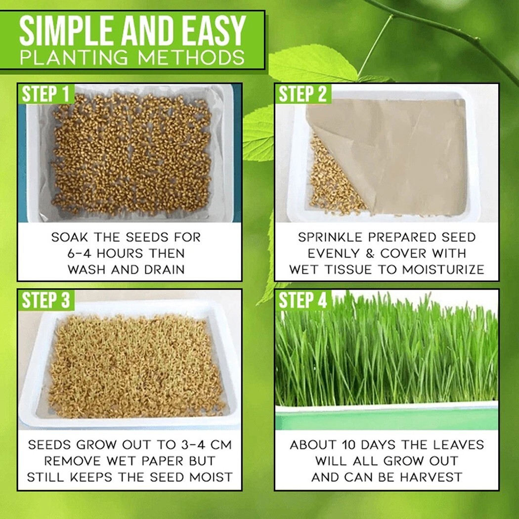 Sprout Tray With Grid Soil-Free Hydroponic Bean Sprout Plate Hydroponic ...