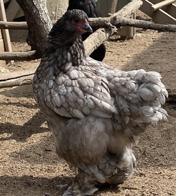 12 BYM Chicken Hatching Eggs Ameraucana Orpington Wyandotte Maran ...