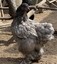 12 BYM Chicken Hatching Eggs Ameraucana Orpington Wyandotte Maran ...