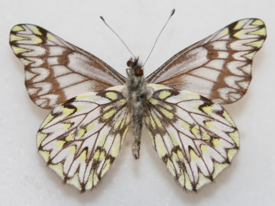 Butterfly x1 male Archonias (Catasticta) manco capac (Peru) | eBay UK
