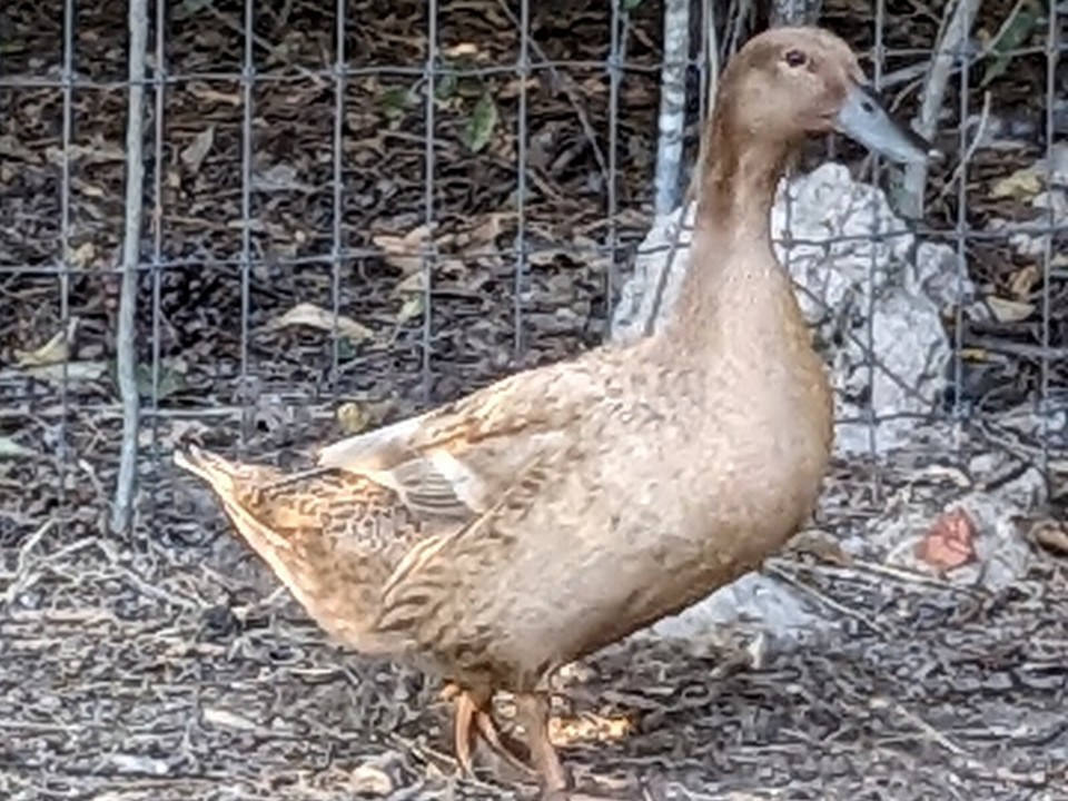 12 - Fresh And Fertilized Domestic Barnyard Mix Duck Hatching Eggs!! | eBay